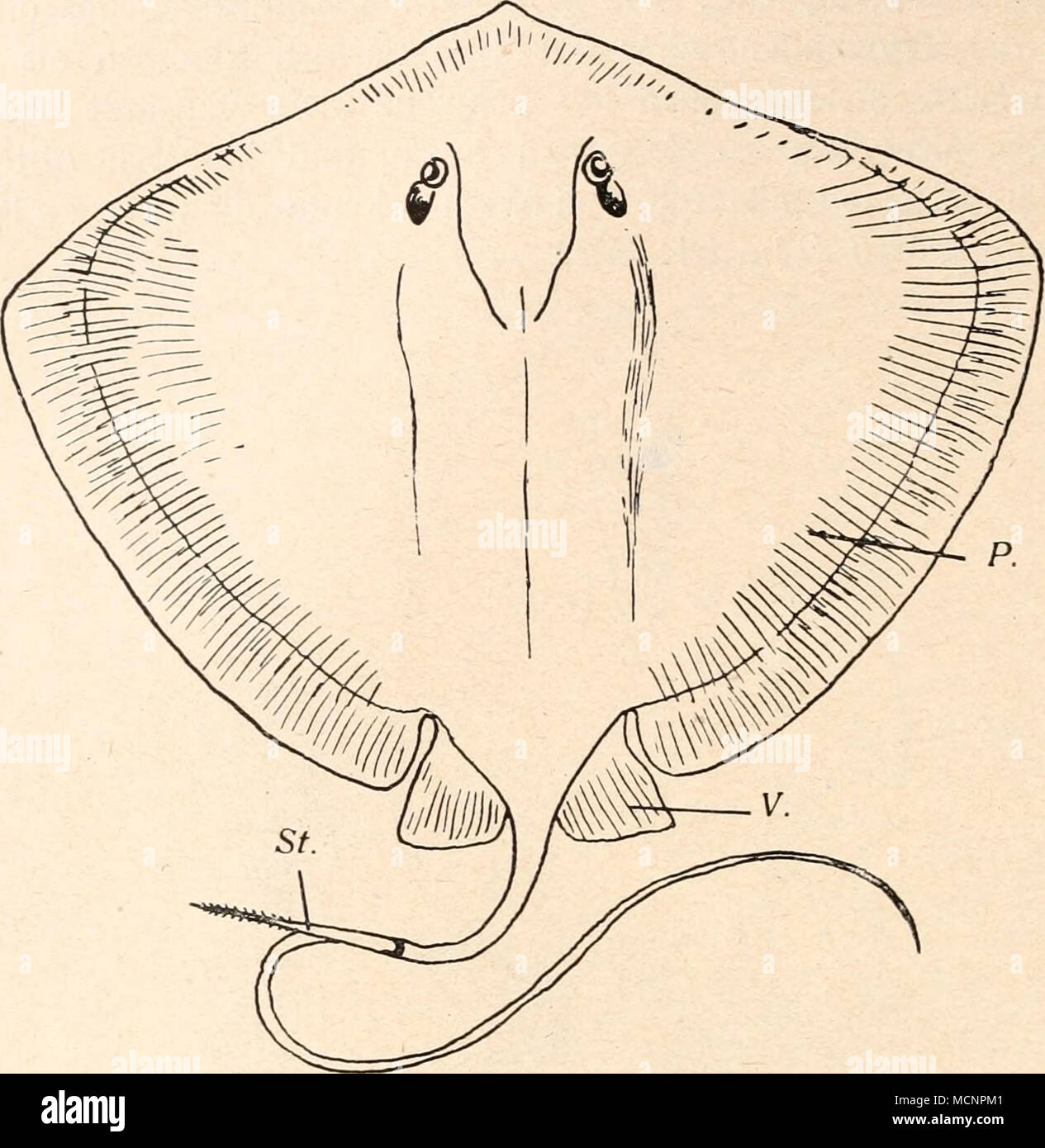 . Fig. 91. Trygon uarnak (F. Trygonidae). Holozän. P. = Pectoralis. V ...
