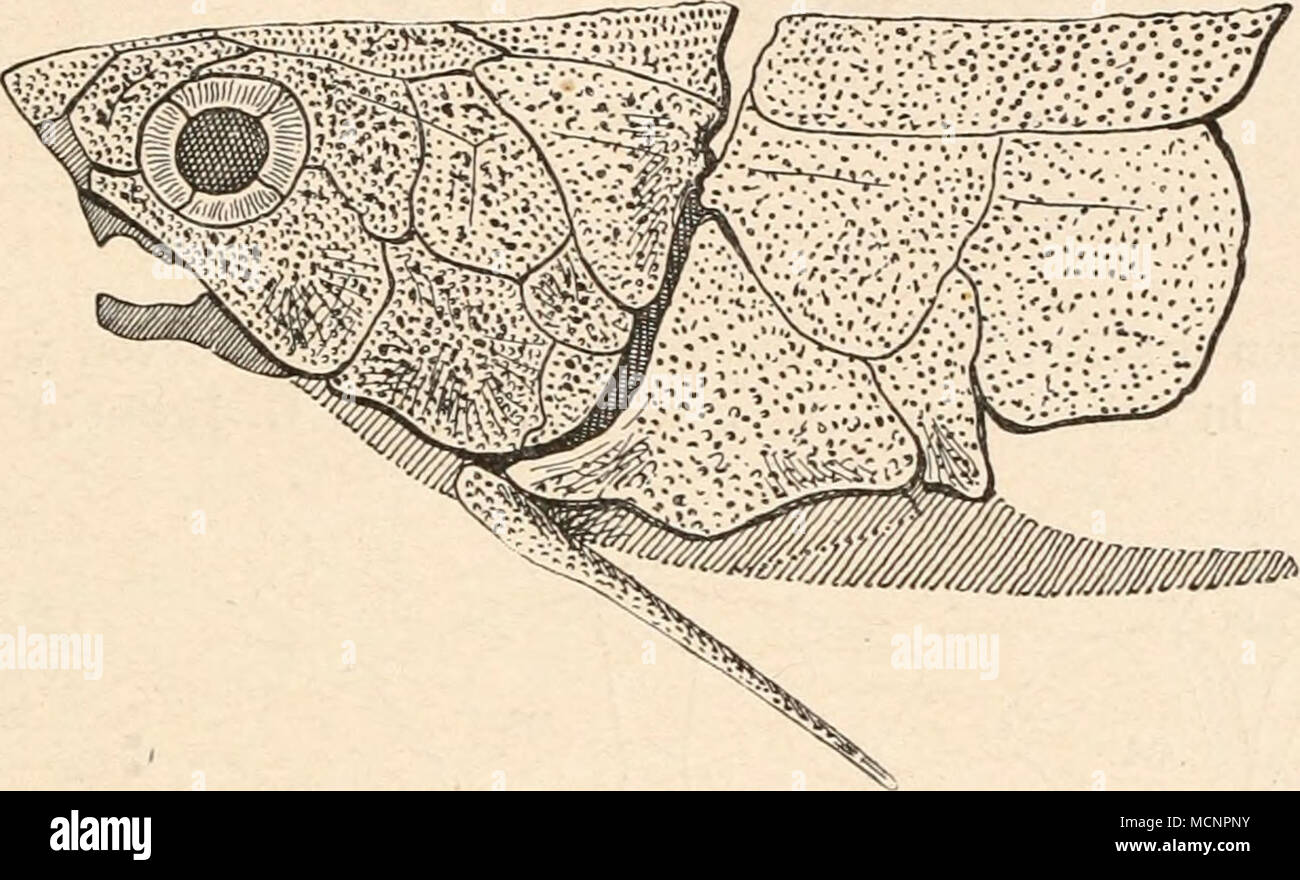 Pachyosteus hi-res stock photography and images - Alamy