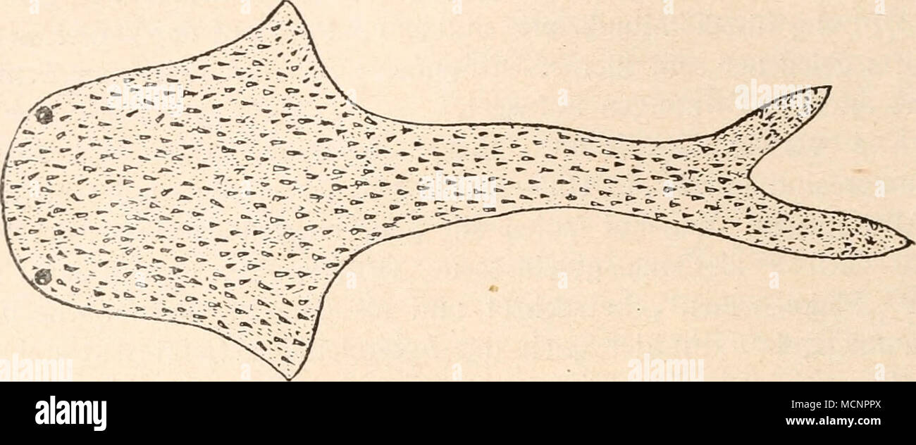 . Fig. 32. Lanarkia spinosa, Traquair, aus dem obersten Silur ...
