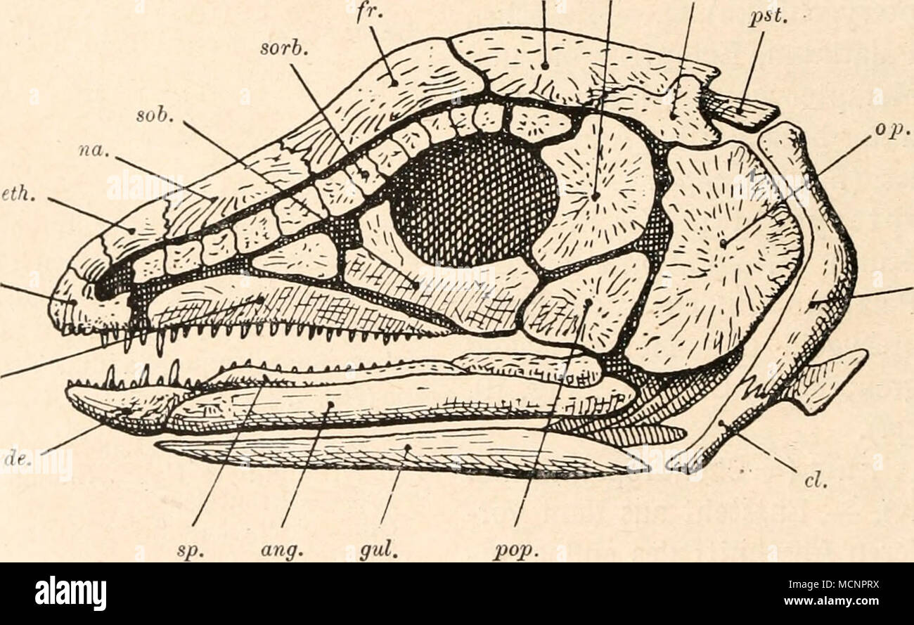Pst op hi-res stock photography and images - Alamy