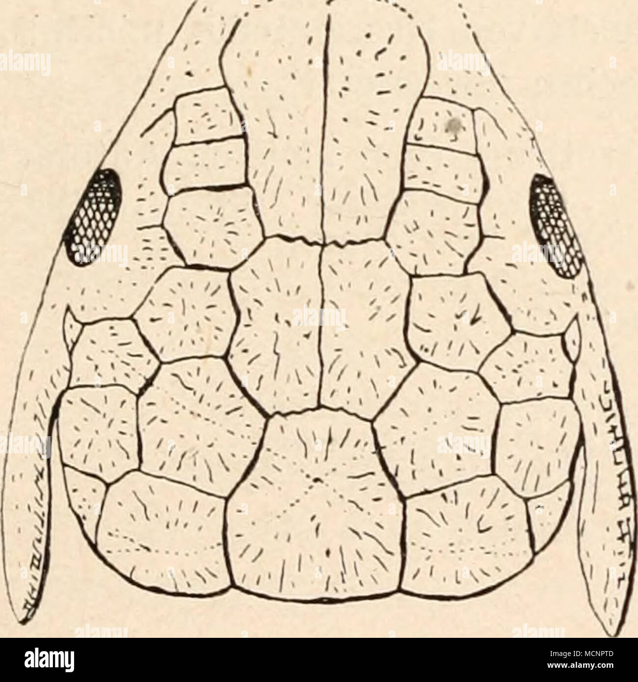 Mosaik d hi-res stock photography and images - Alamy