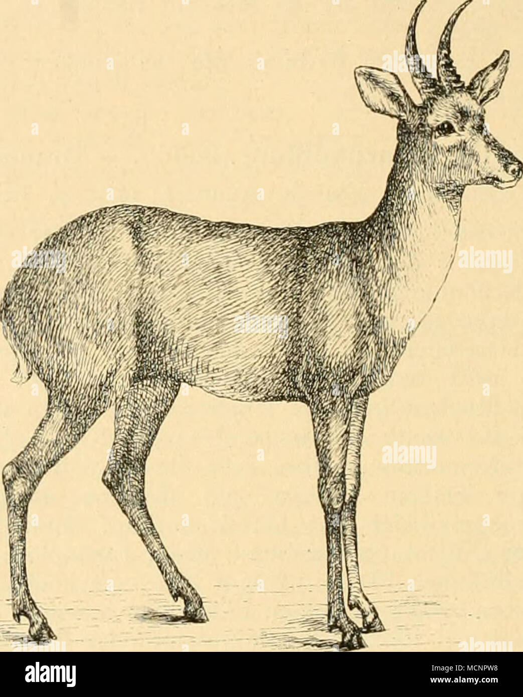 Deutsch ost afrika hi-res stock photography and images - Alamy