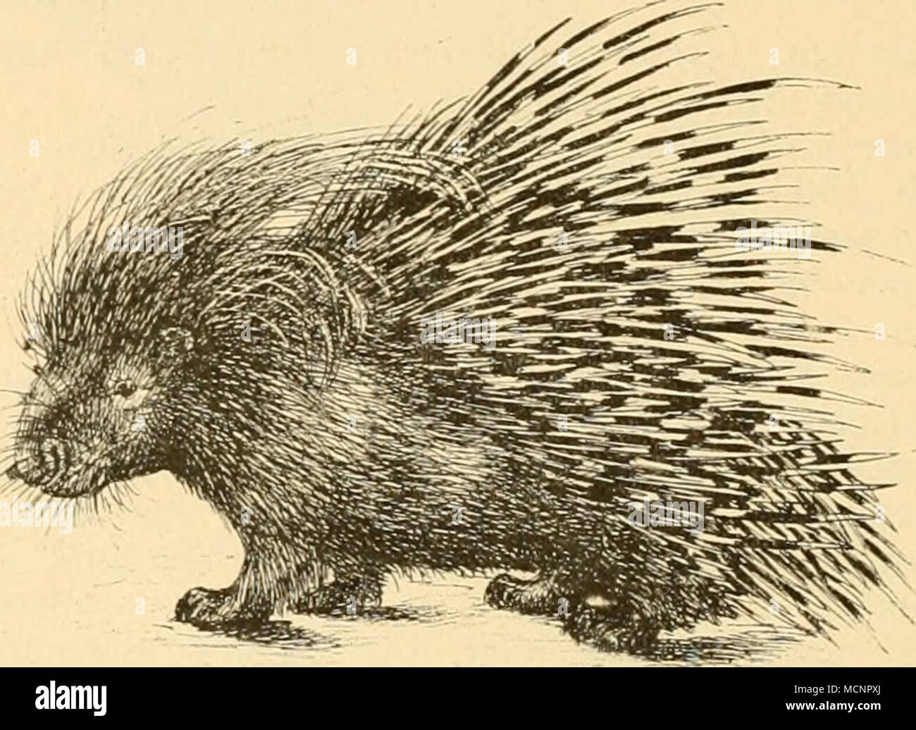 . Fiy. 31. Ilystrix afri cae-a«>tral i.s. l'amilit;: HYSTRICIDAE ...