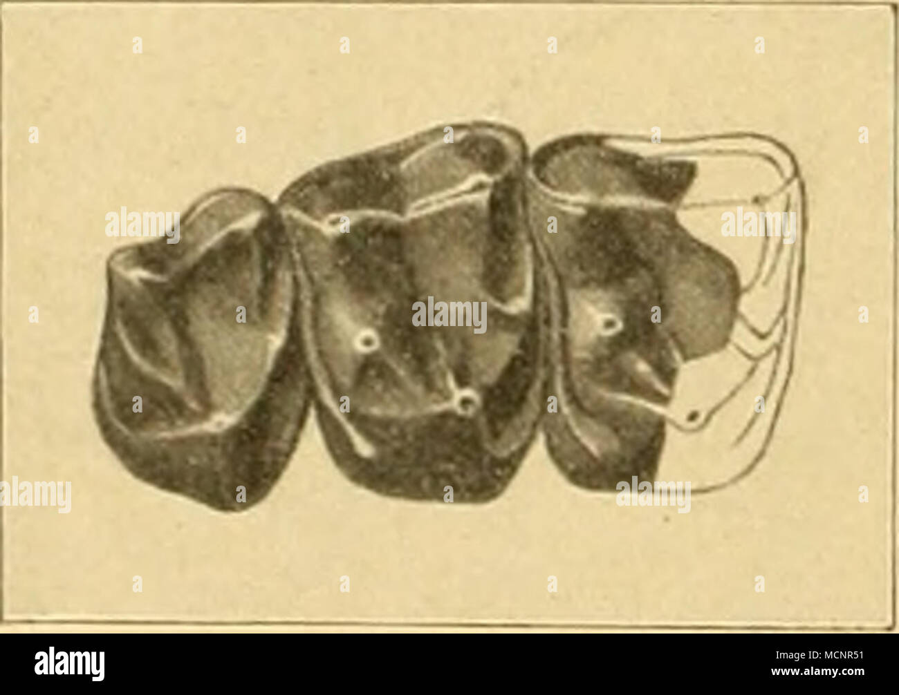 . Die Kronen von M, und Mg sind sechshüglig wie bei Necrolemur und ...