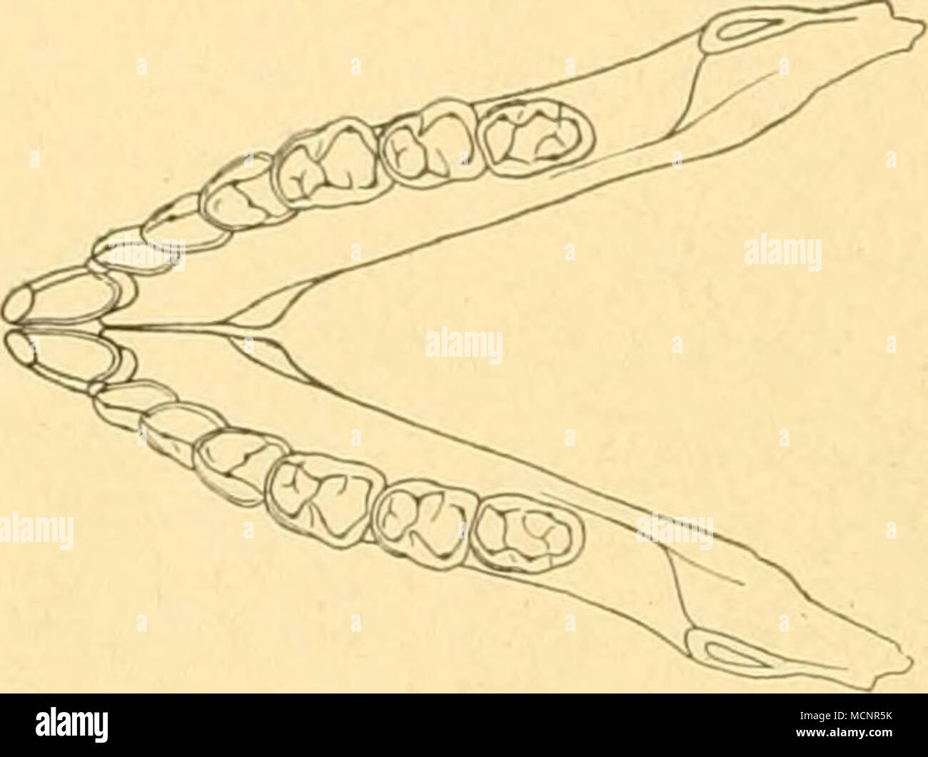 . Figur CCCXV. Necrolemur antiquus Filhol var. major St. — Rechte und ...