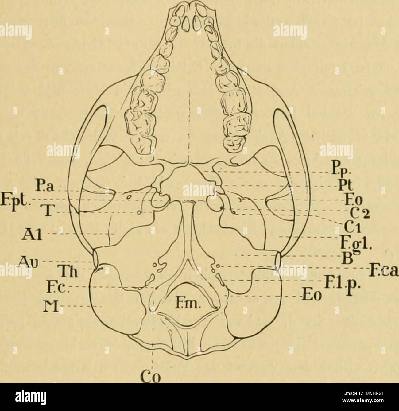 Pterygoid process hi-res stock photography and images - Alamy