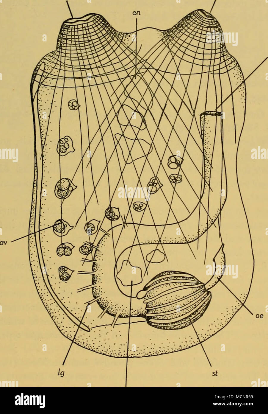 . 3.0 Text-fig. 34. Amphicarpa diptycha (Hartmeyer) (St. 1686): Zooid ...