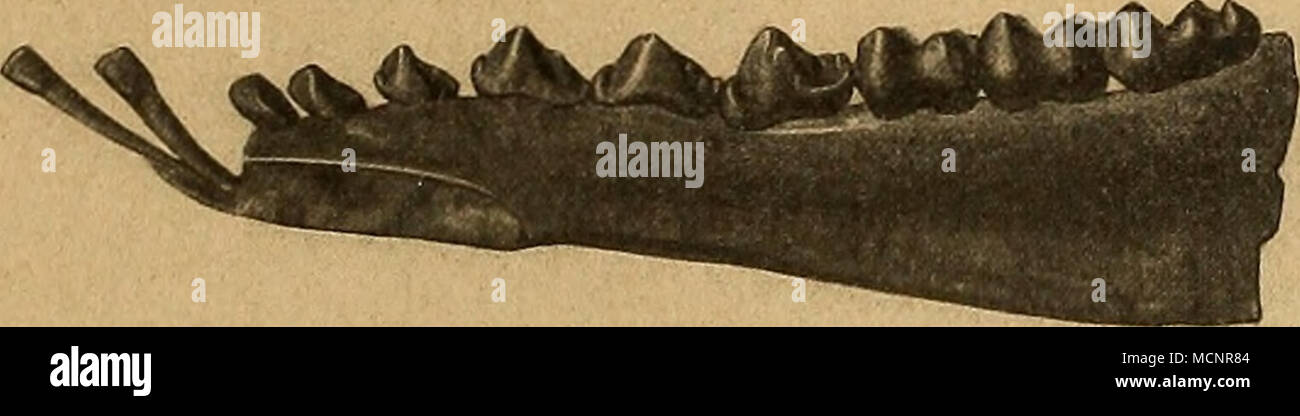 P4 023 hi-res stock photography and images - Alamy