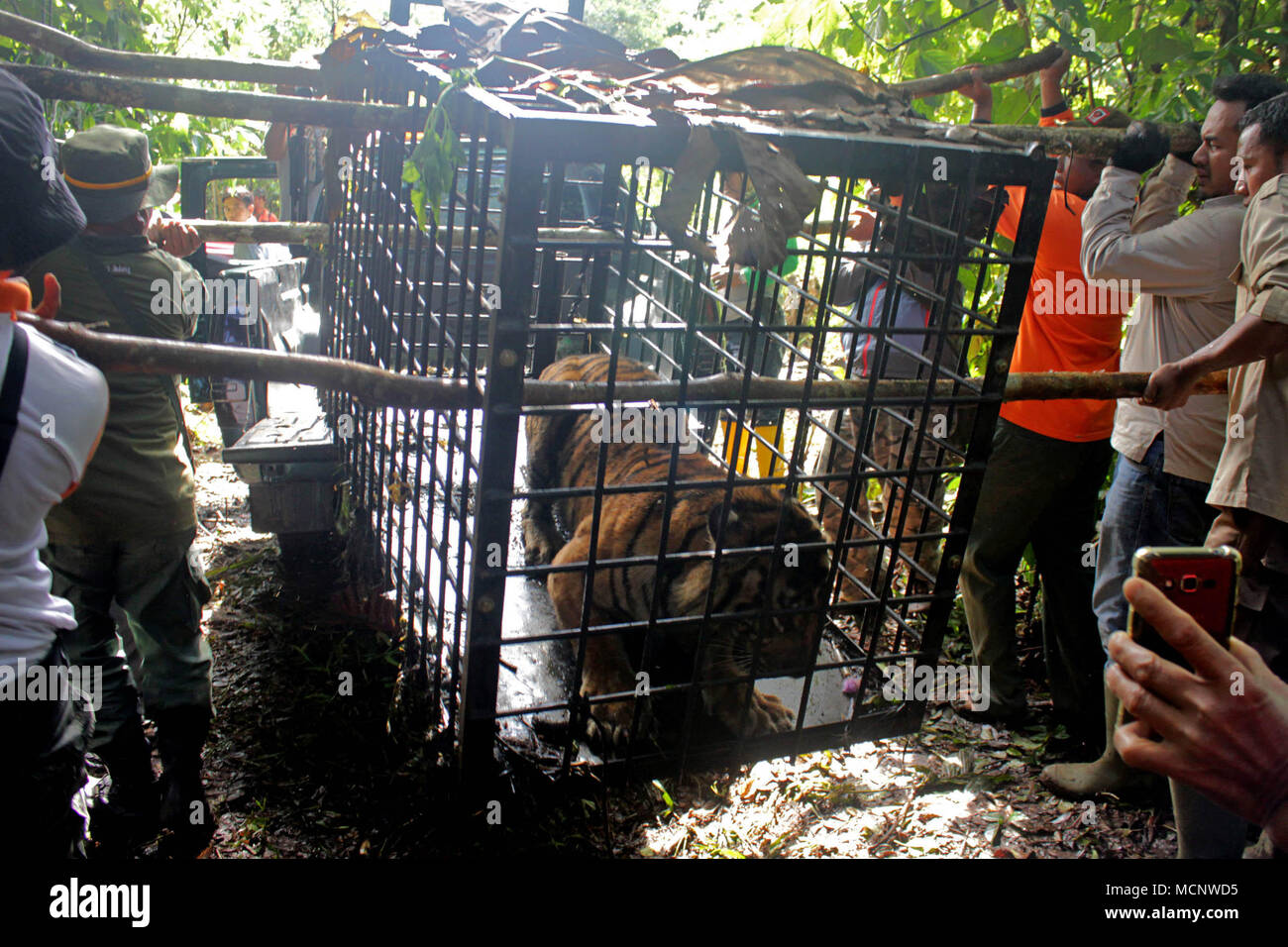Tiger inside cage hi-res stock photography and images - Alamy