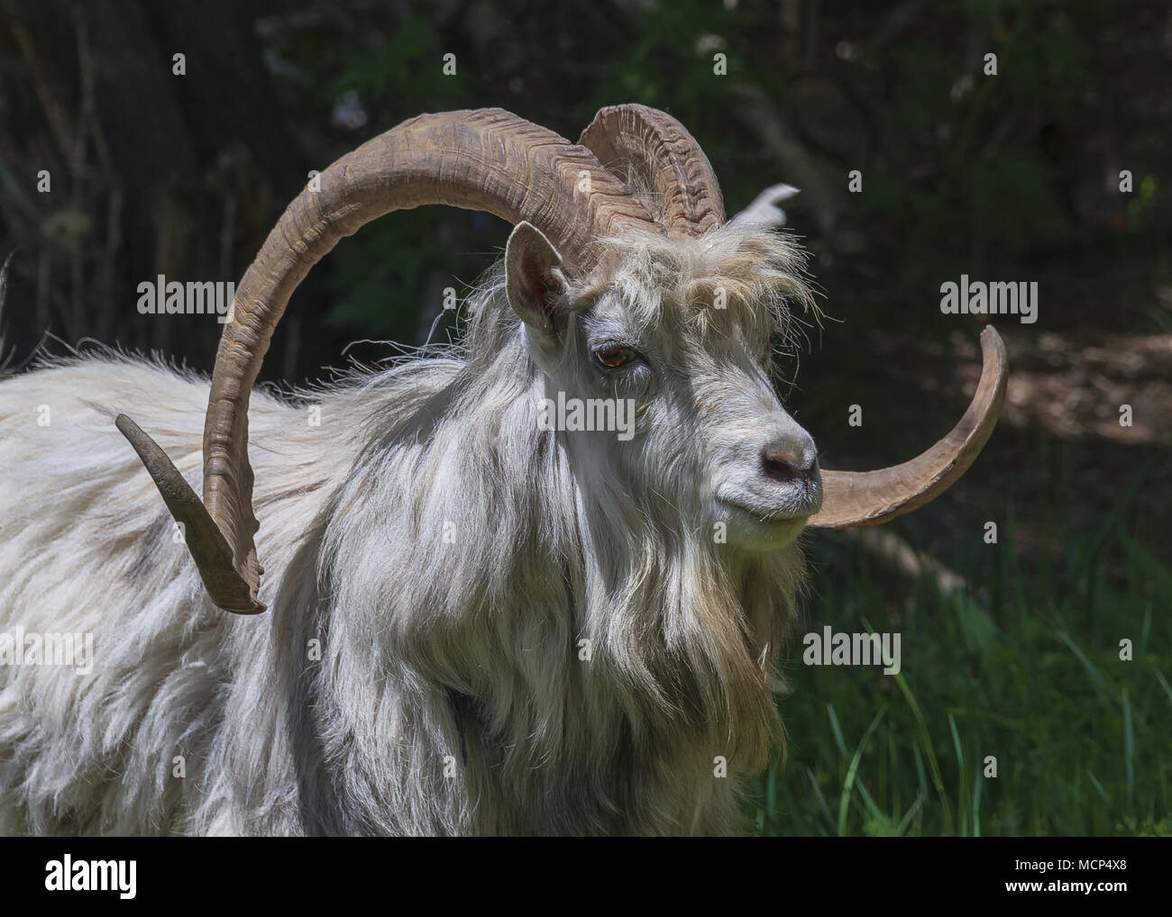Argali sheep hi-res stock photography and images - Alamy