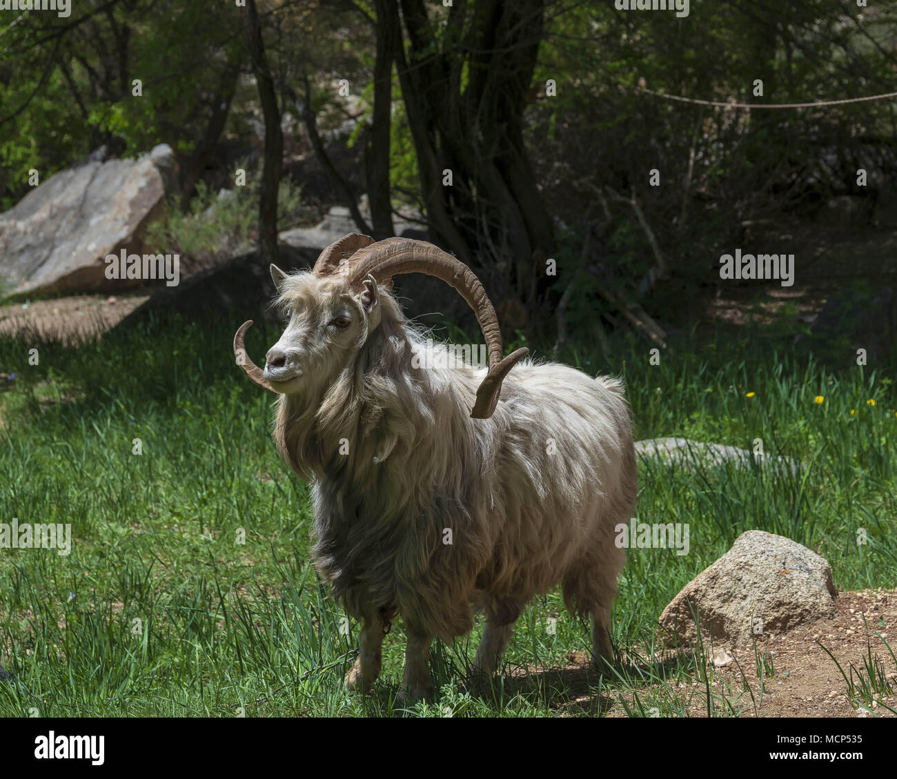Sheep species hi-res stock photography and images - Alamy