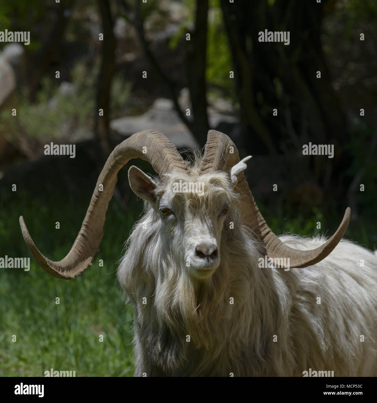 Sheep species hi-res stock photography and images - Alamy