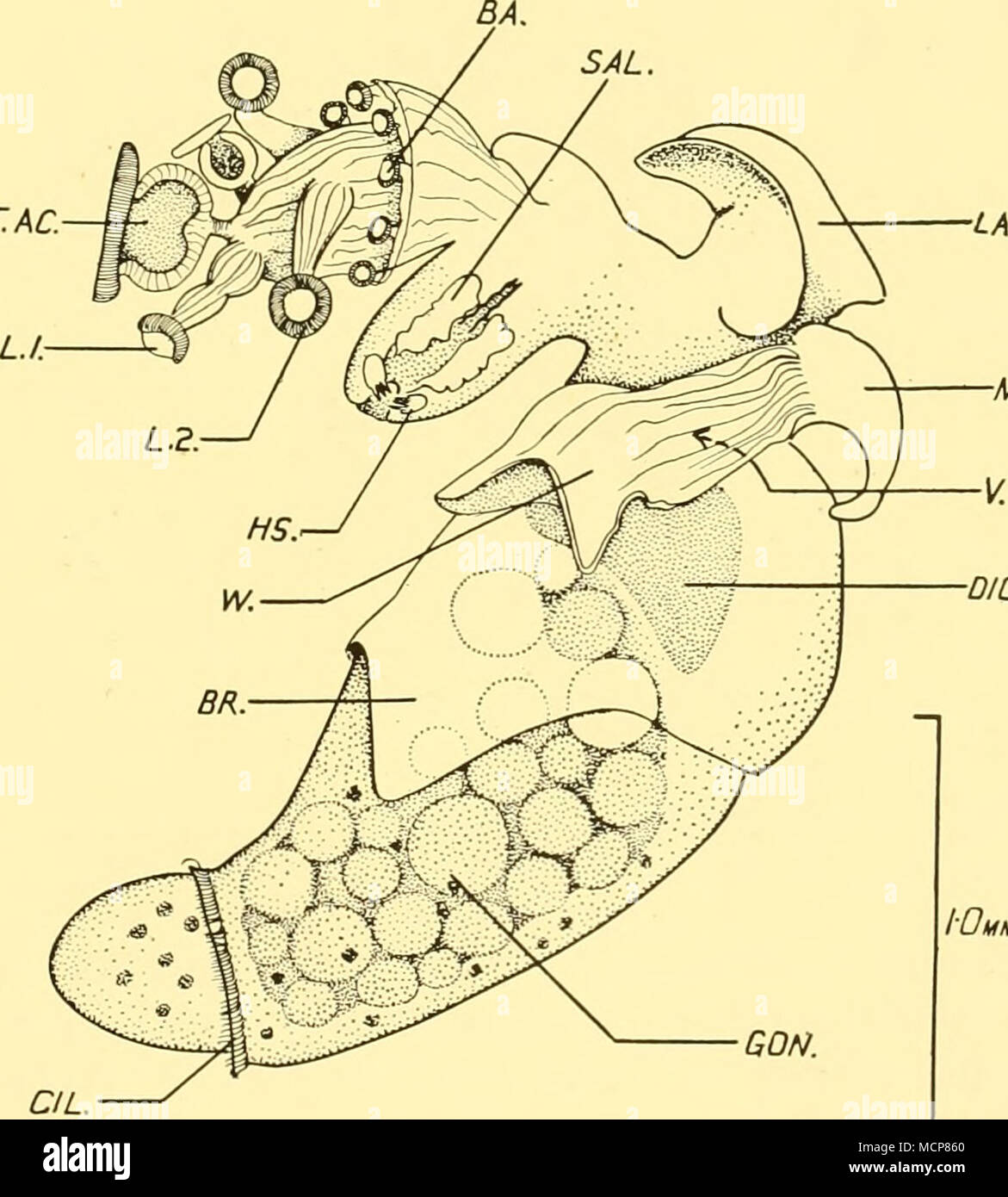 . â ME. DID. IOm. Fig. 6. Pneumodermopsis paucidens. The animal viewed ...