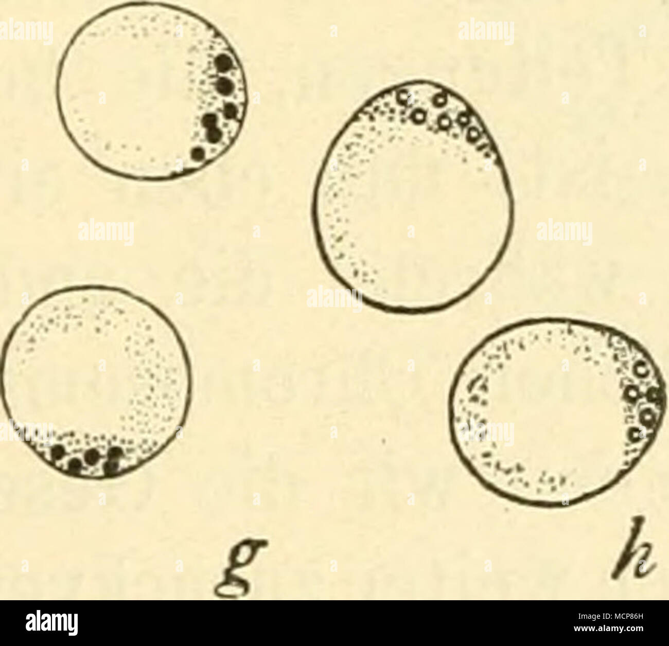 . Fig. 17. Spermatogenese von Ancyracanthus. a Spermatogonie mit ...