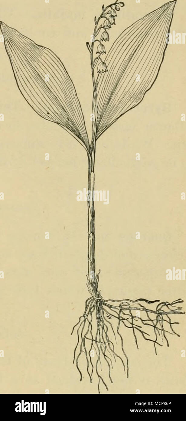 Death camas hi-res stock photography and images - Alamy