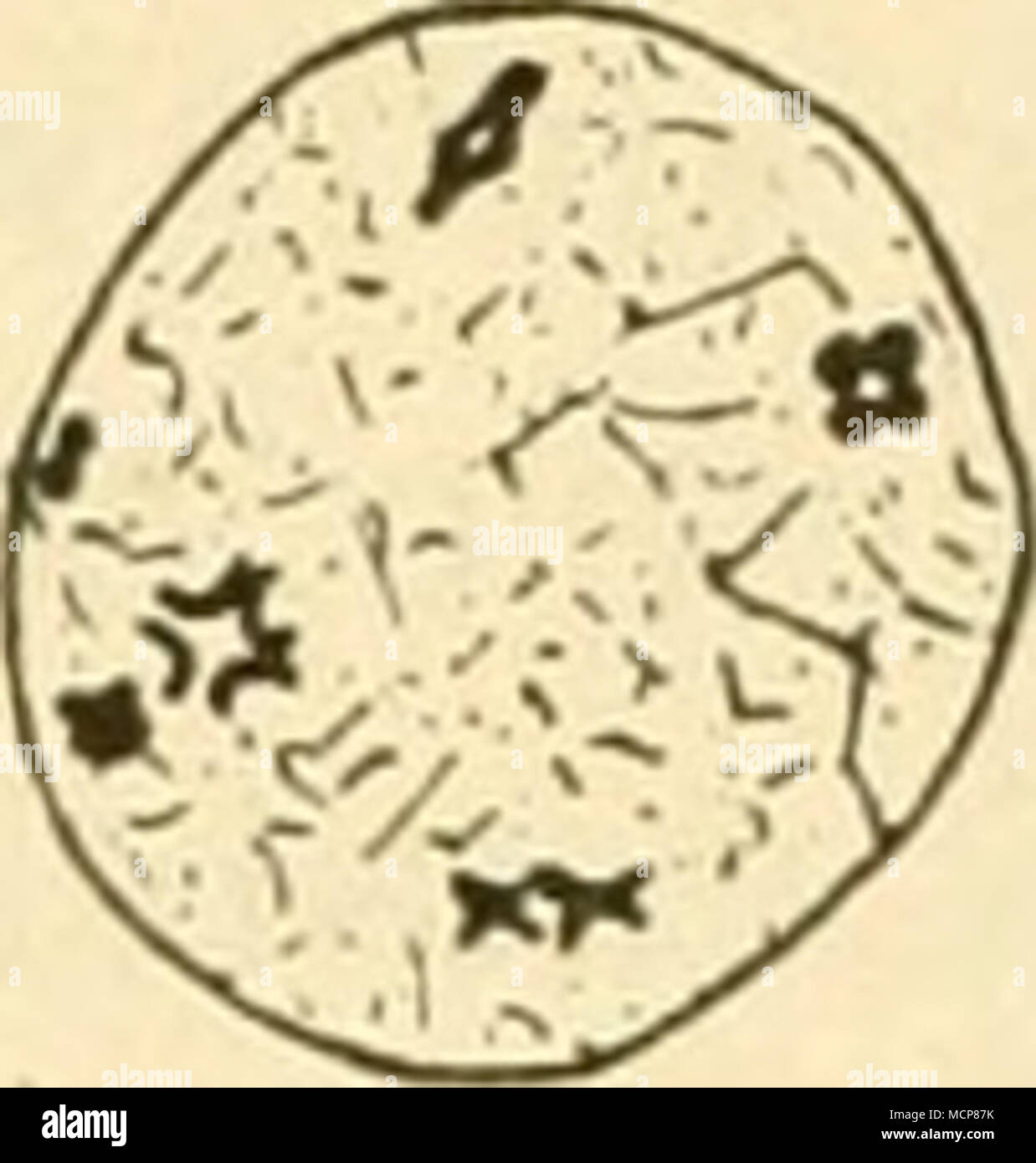 . Fig. 14. Ovogenese von Anci/racanthus. a Ovogonie mit ...