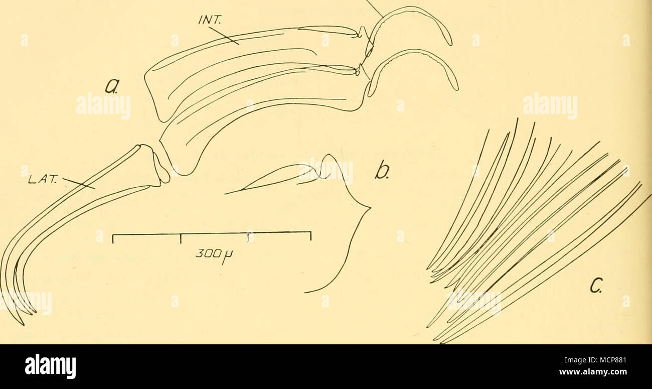 . LAT. Fig. 4. Thliptodon diaphanus. (a) The radula, showing the median ...