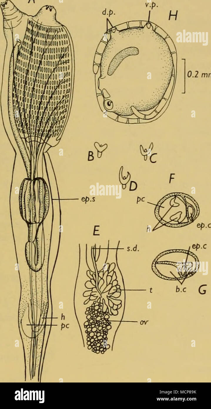 . Text-fig. 25. Tylobranchion speciosum Herdman: A, zooid (St. WS 27 ...