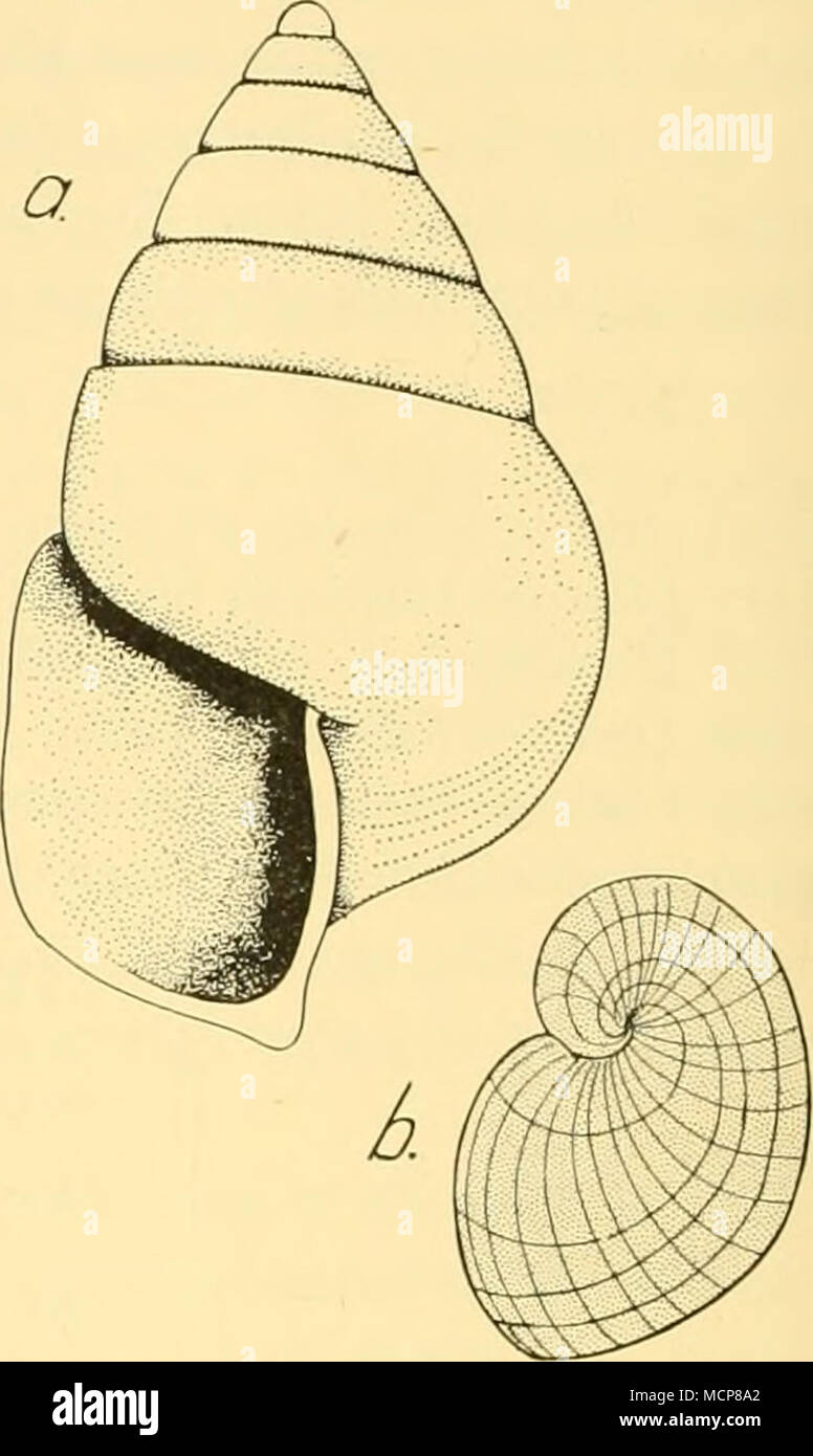 . Fig. 2. Limacina bulimoides. (a) Shell of 'mature female' at stage 6 ...