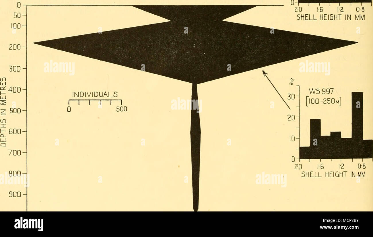 Limacina bulimoides hi-res stock photography and images - Alamy