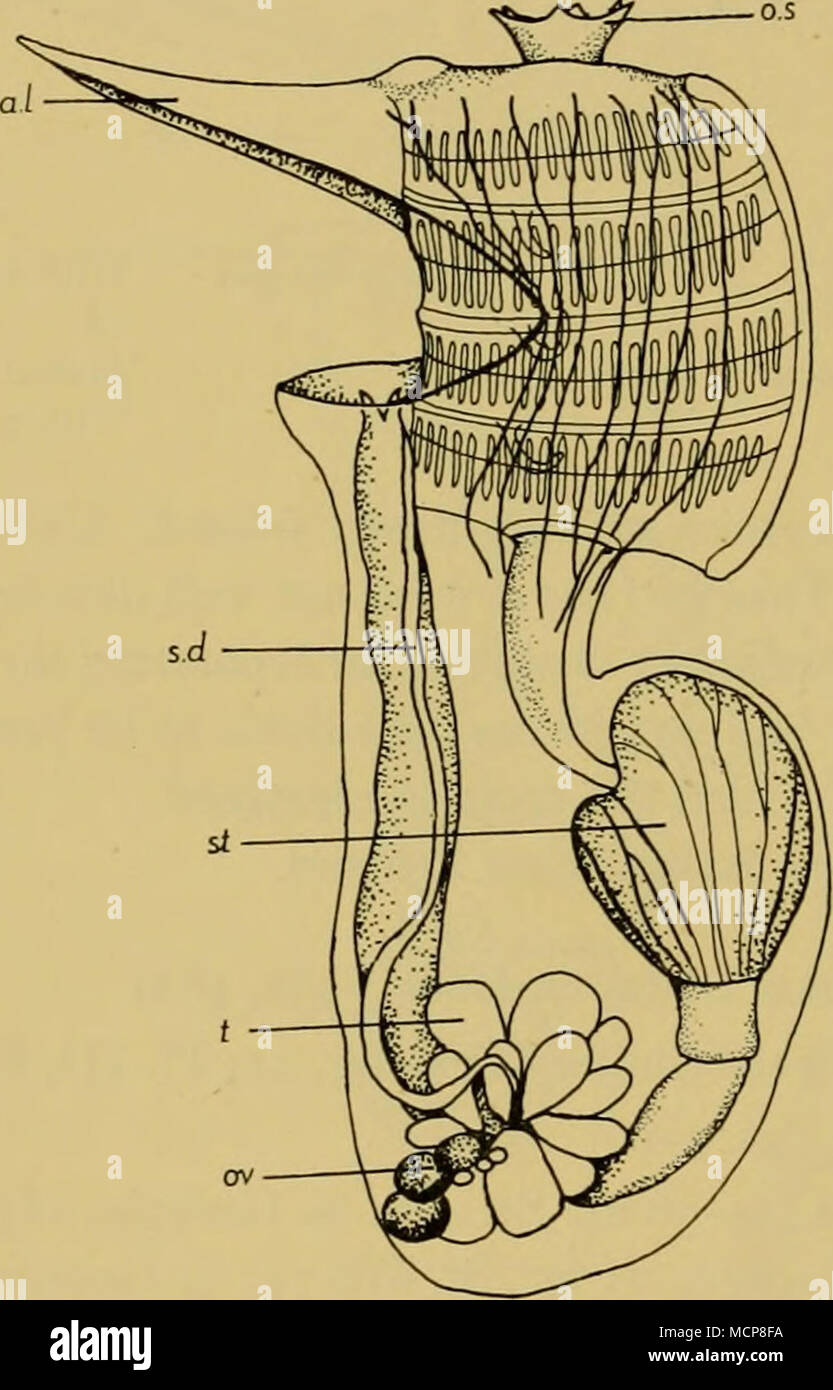 Male gonads hi-res stock photography and images - Alamy
