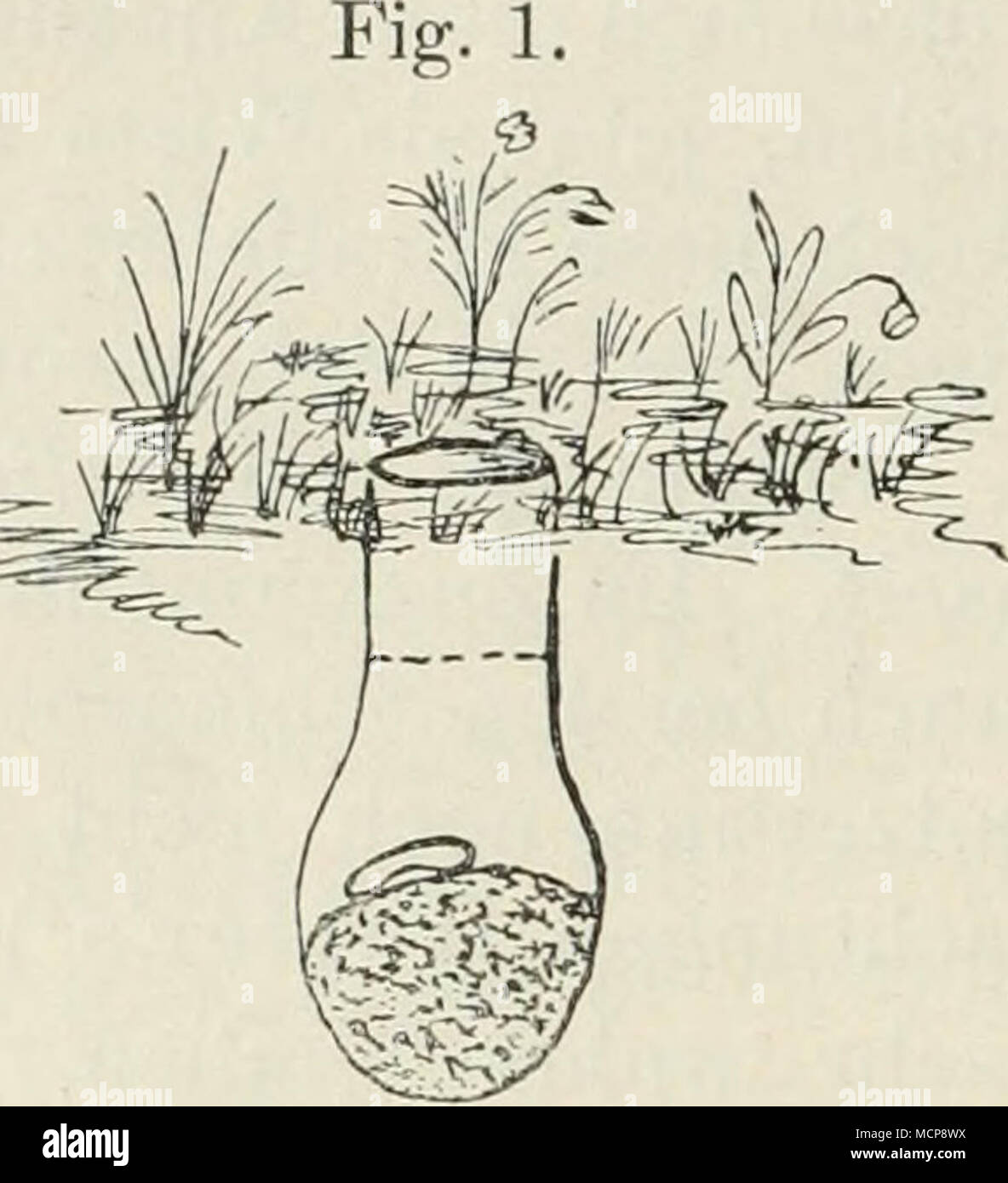 . Fig. Nest von Osmia papa- vcris Ltr. Unten in der Zelle der ...
