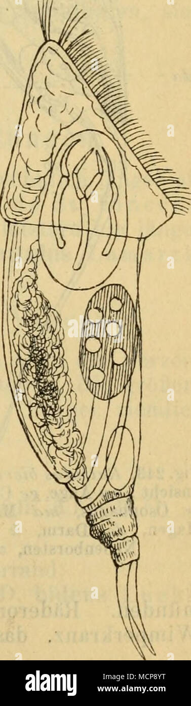 Fig 241 hi-res stock photography and images - Alamy