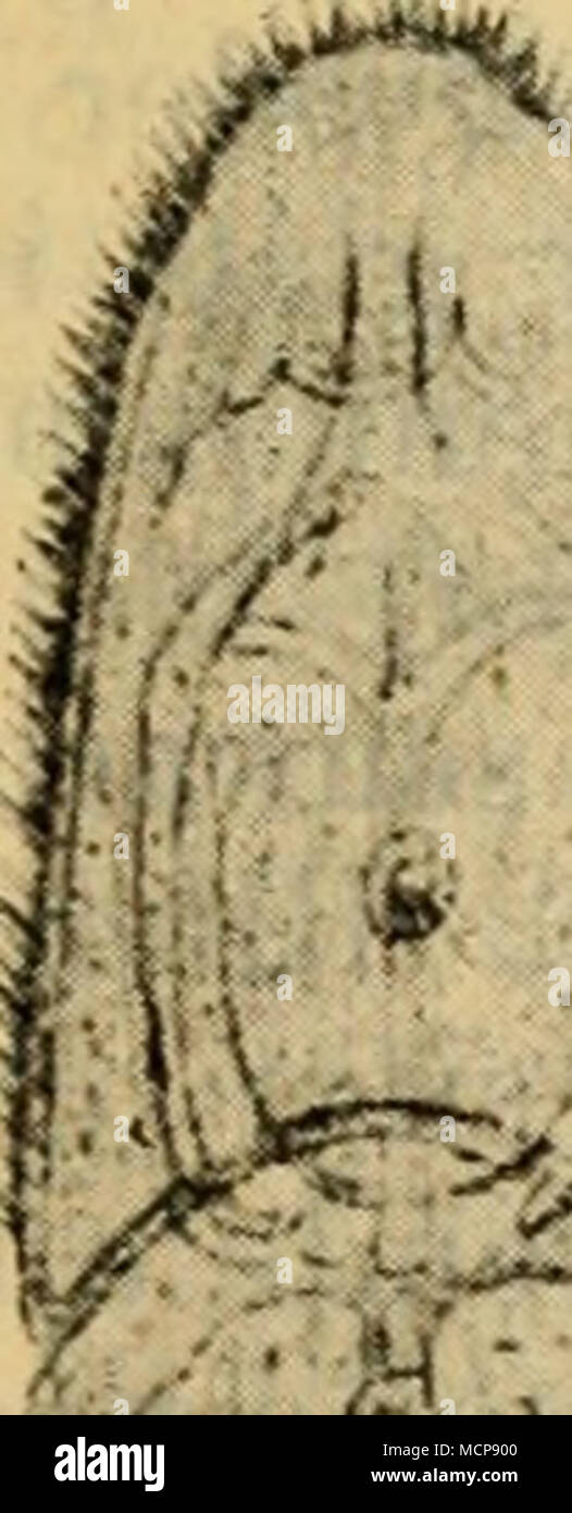 Fig 240 hi-res stock photography and images - Alamy