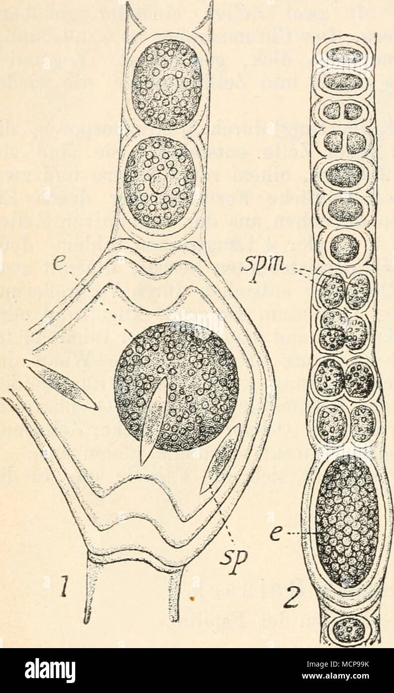 Fig 89 Cylindrocapsa Involuta 1 Fa Den Mit Befruchtungsreifem