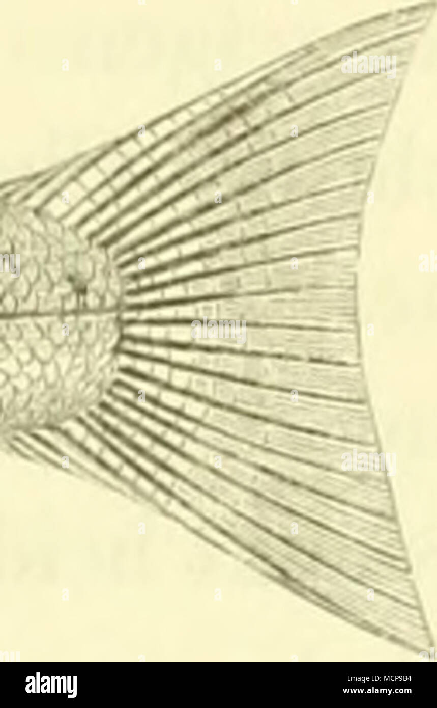 Salmo 93 hi-res stock photography and images - Alamy