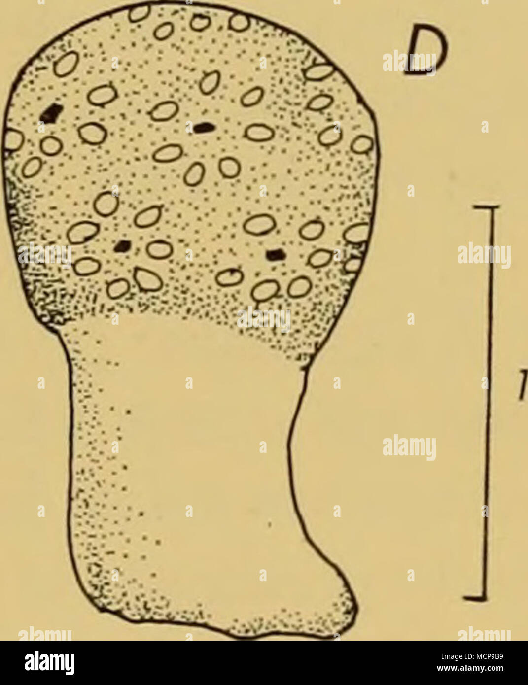 . 1.0 mm Text-fig. 4. Aplidium radiatum (Sluiter): A, zooid; B ...