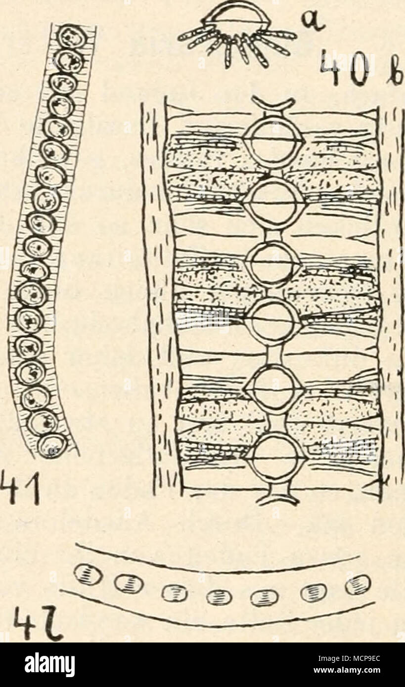 . ti OOC3GZ3C3C3C: if(, Fig. 37—47. 37 Uronema confervicolum. 38 ...