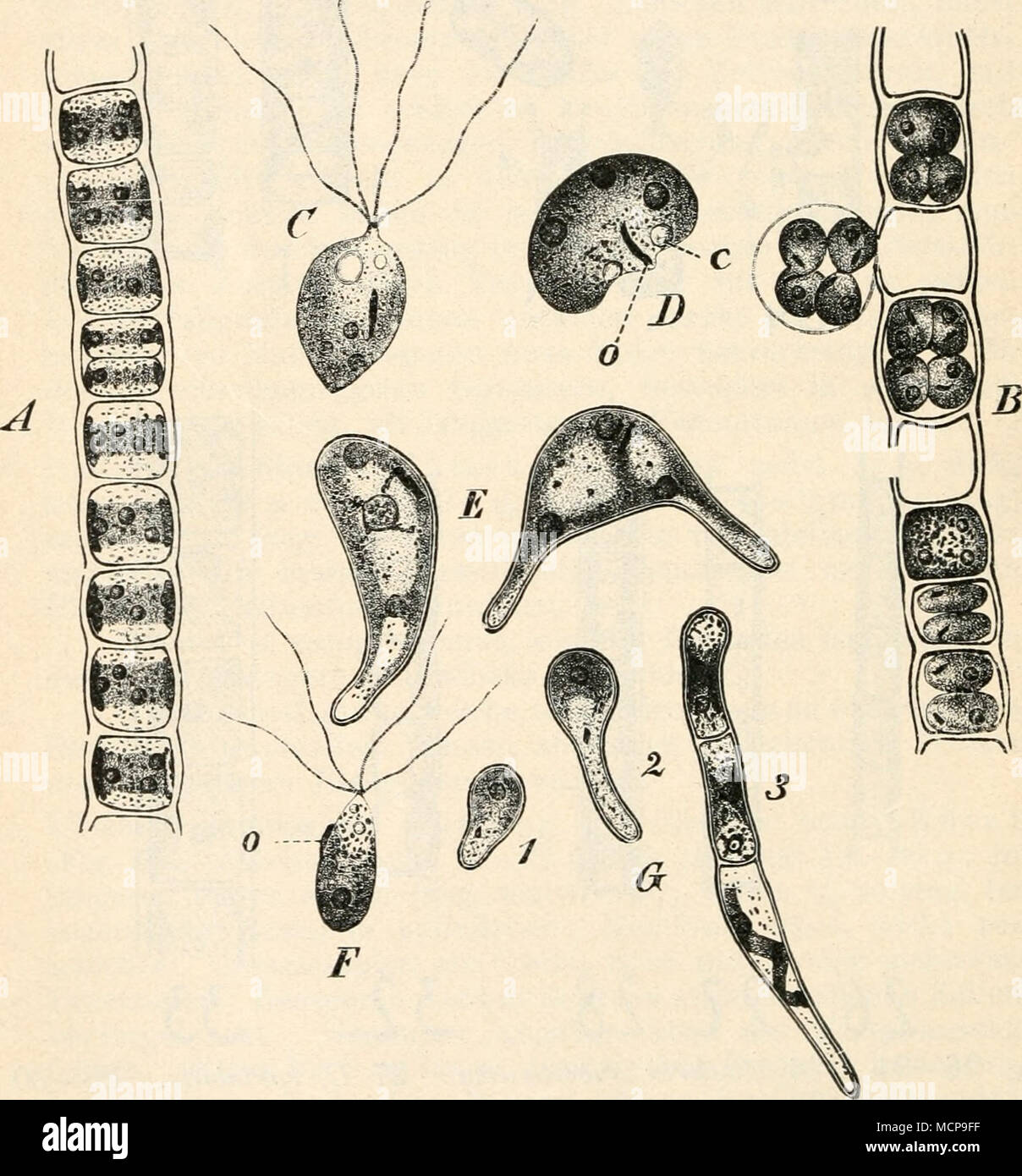 Ulothrix hi-res stock photography and images - Alamy