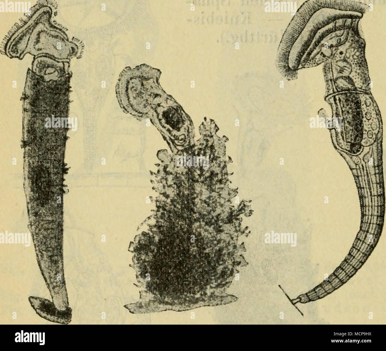 Oec hi-res stock photography and images - Alamy