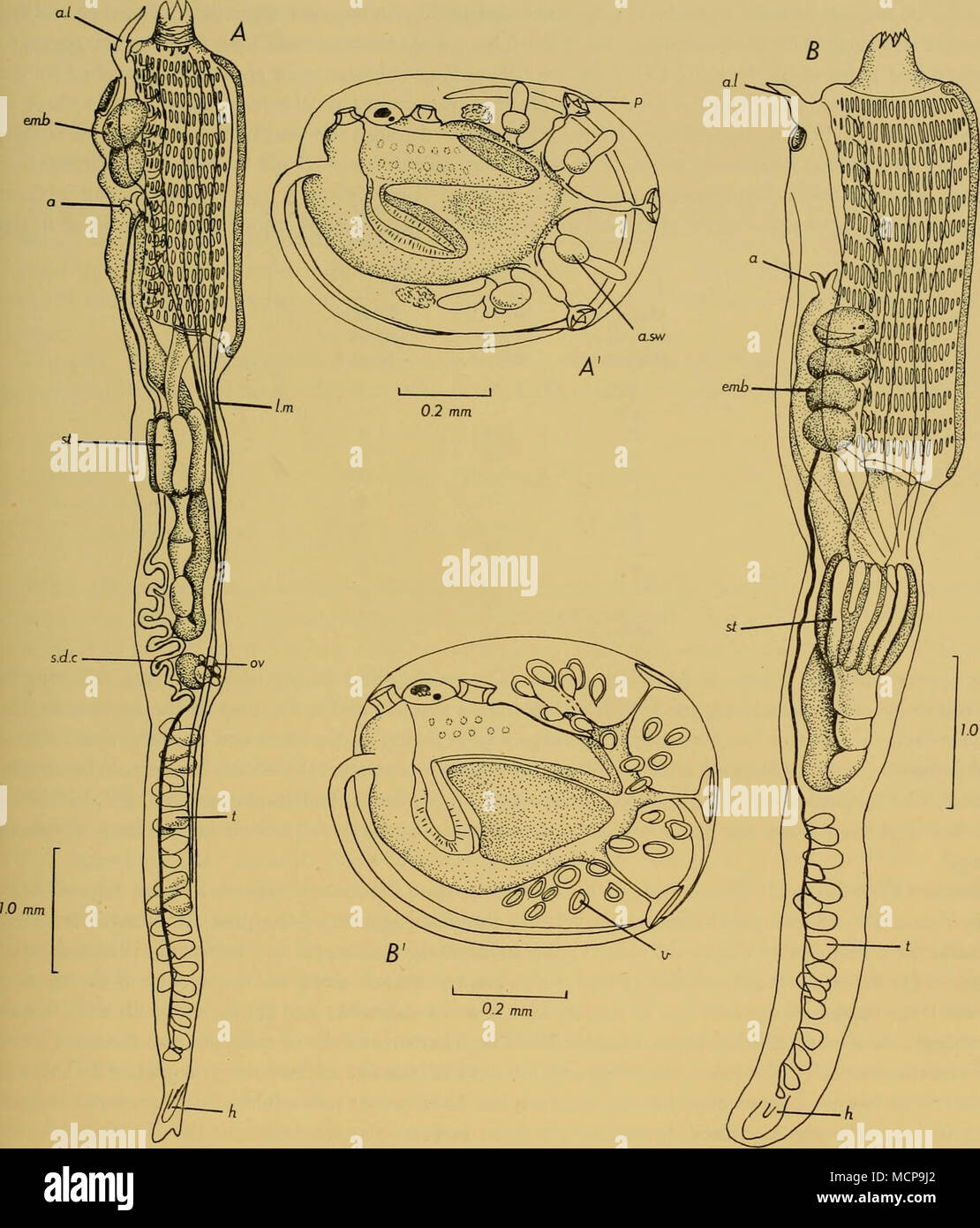 . Text-fig. 2. Aplidium fuegiense Cunningham: A, zooid; A1, larva (St ...