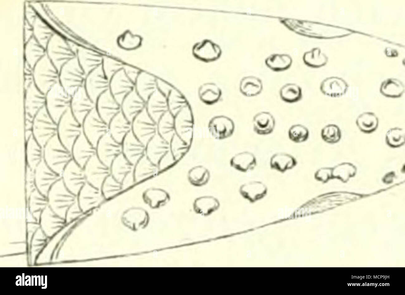 Morphological diagram hi-res stock photography and images - Alamy