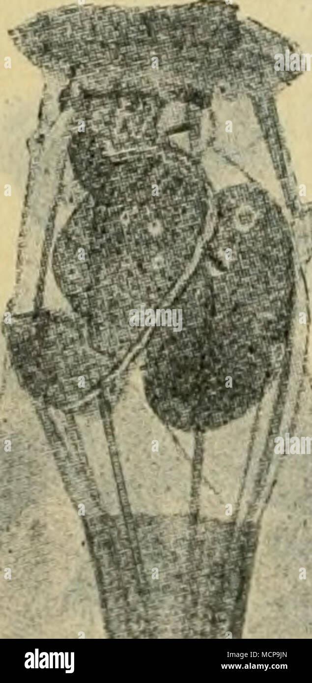 . Zif-^^ '^^S^^Z Stock Photo - Alamy