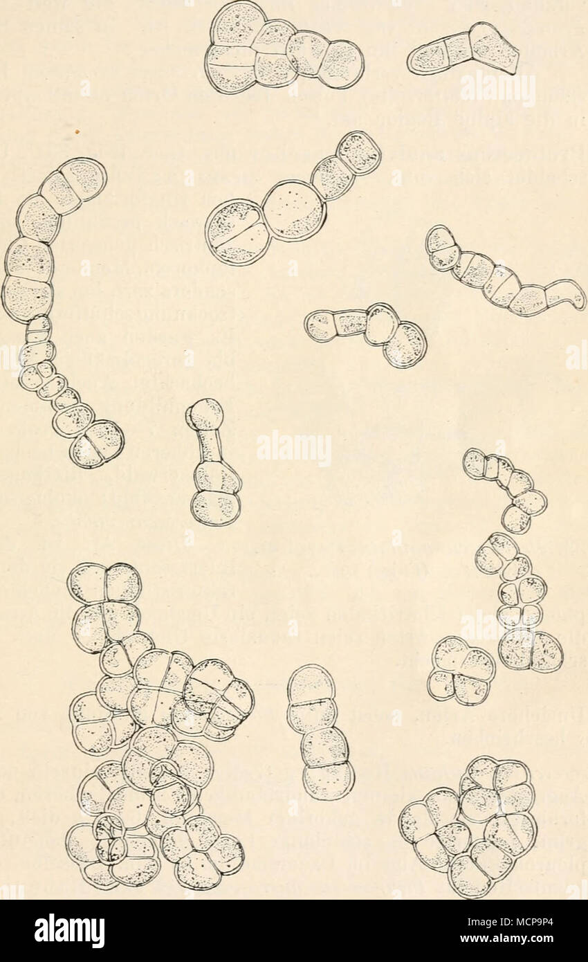 . Fig. 32. Protococcus viridis Agardb. Verschiedene Stadien (nach ...