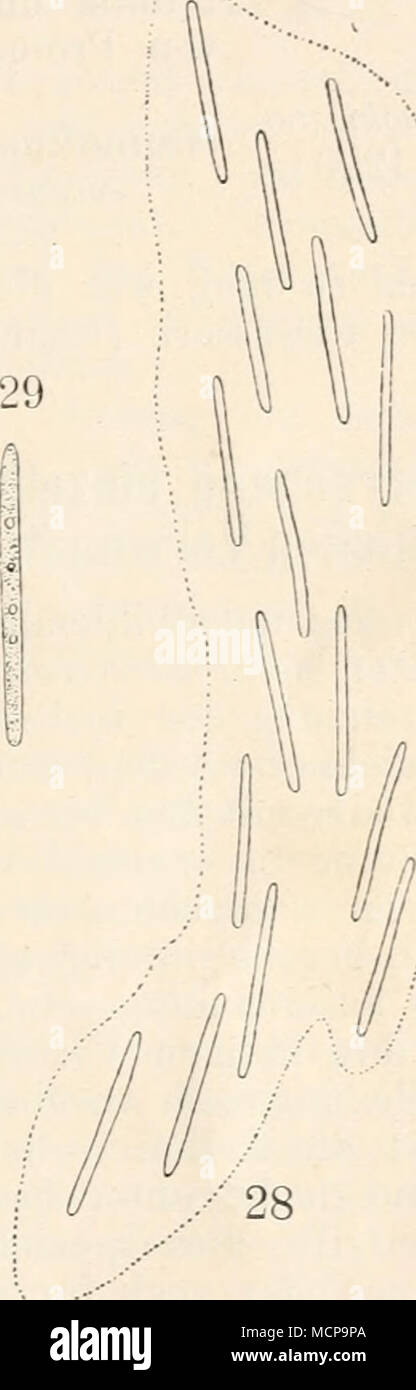 800x hi-res stock photography and images - Alamy