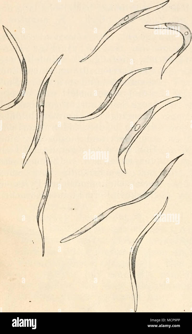 . Fig. 23. Keratococcus rhaphidioides Pascher. 1200 X. (Orig Stock ...