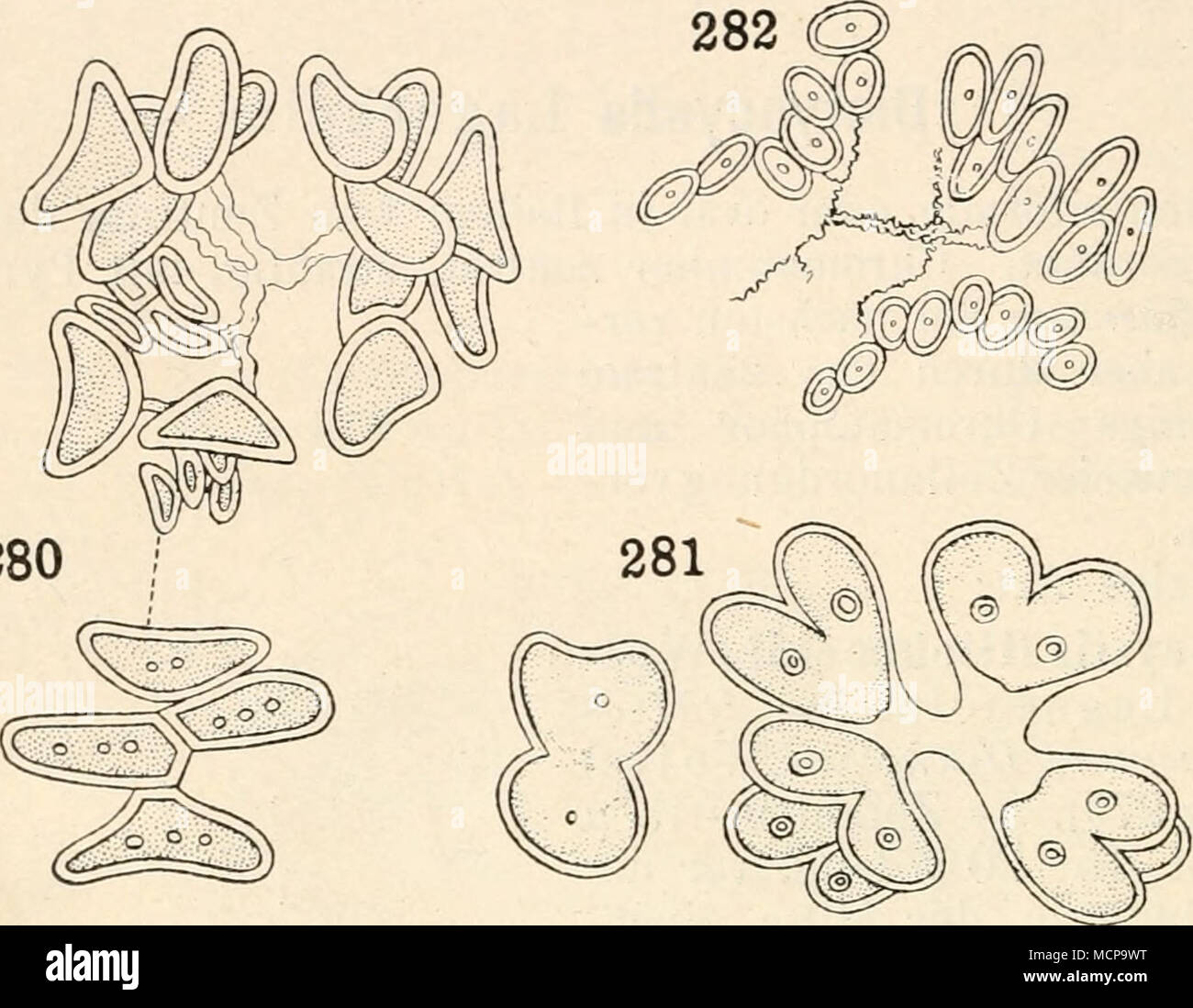 . 280 Fig. 280—282. 280 Dimorphococcus lunatus. 281 D. cordaUis. 282 ...