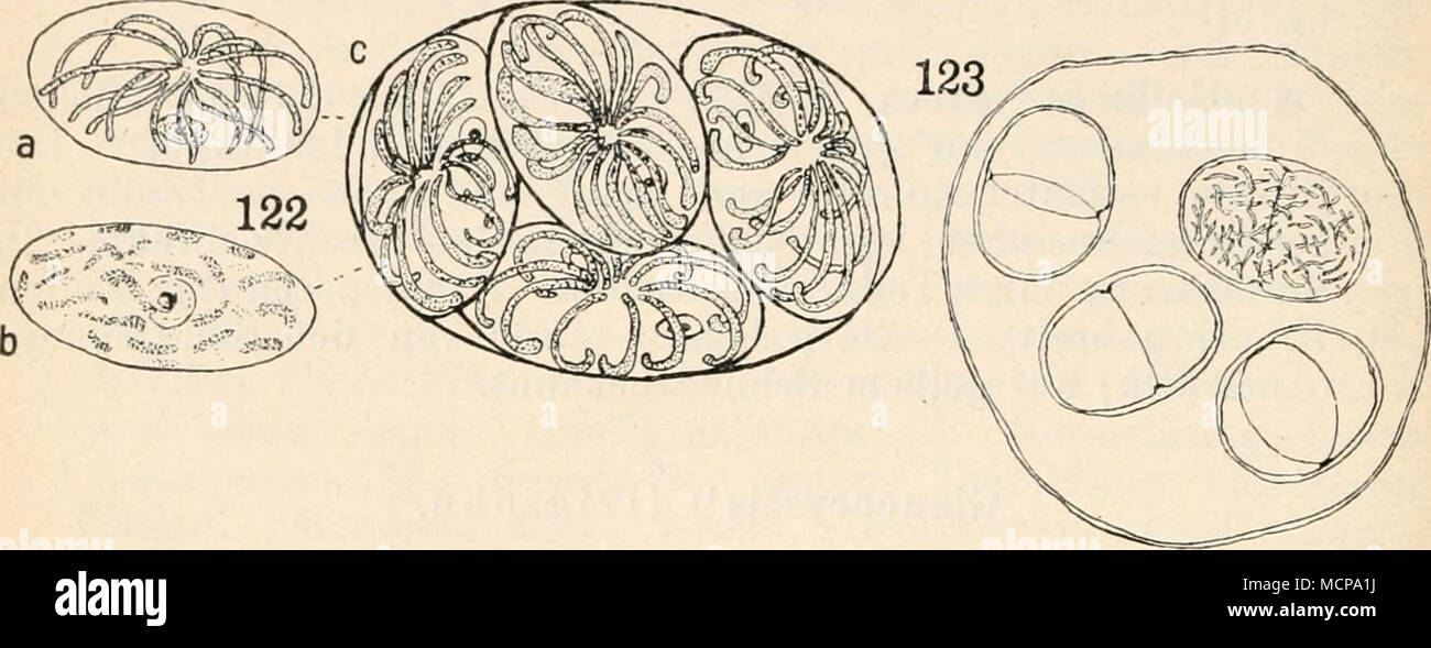 . Fig. 122, 123. 122 Glaucocystis Nostochinearum: a Zelle mit fädigen ...