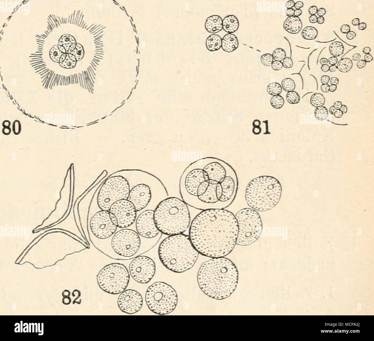 Wilde teilung hi-res stock photography and images - Alamy