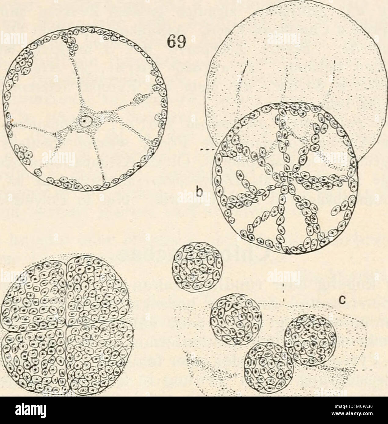 Eremosphaera viridis hi-res stock photography and images - Alamy