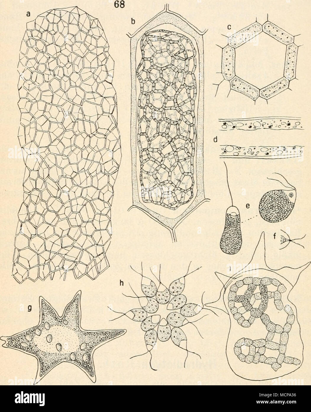 Hydrodictyon hi-res stock photography and images - Alamy
