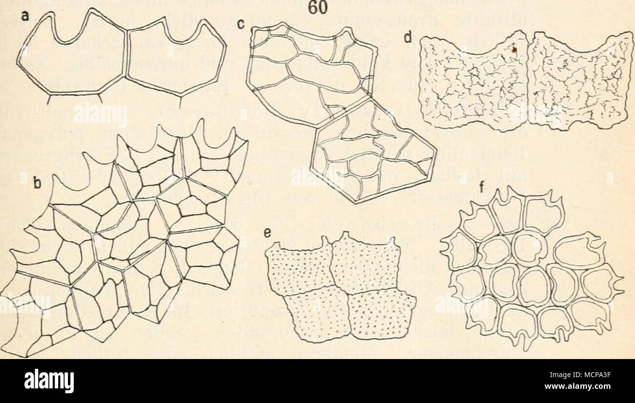 Pediastrum hi-res stock photography and images - Alamy
