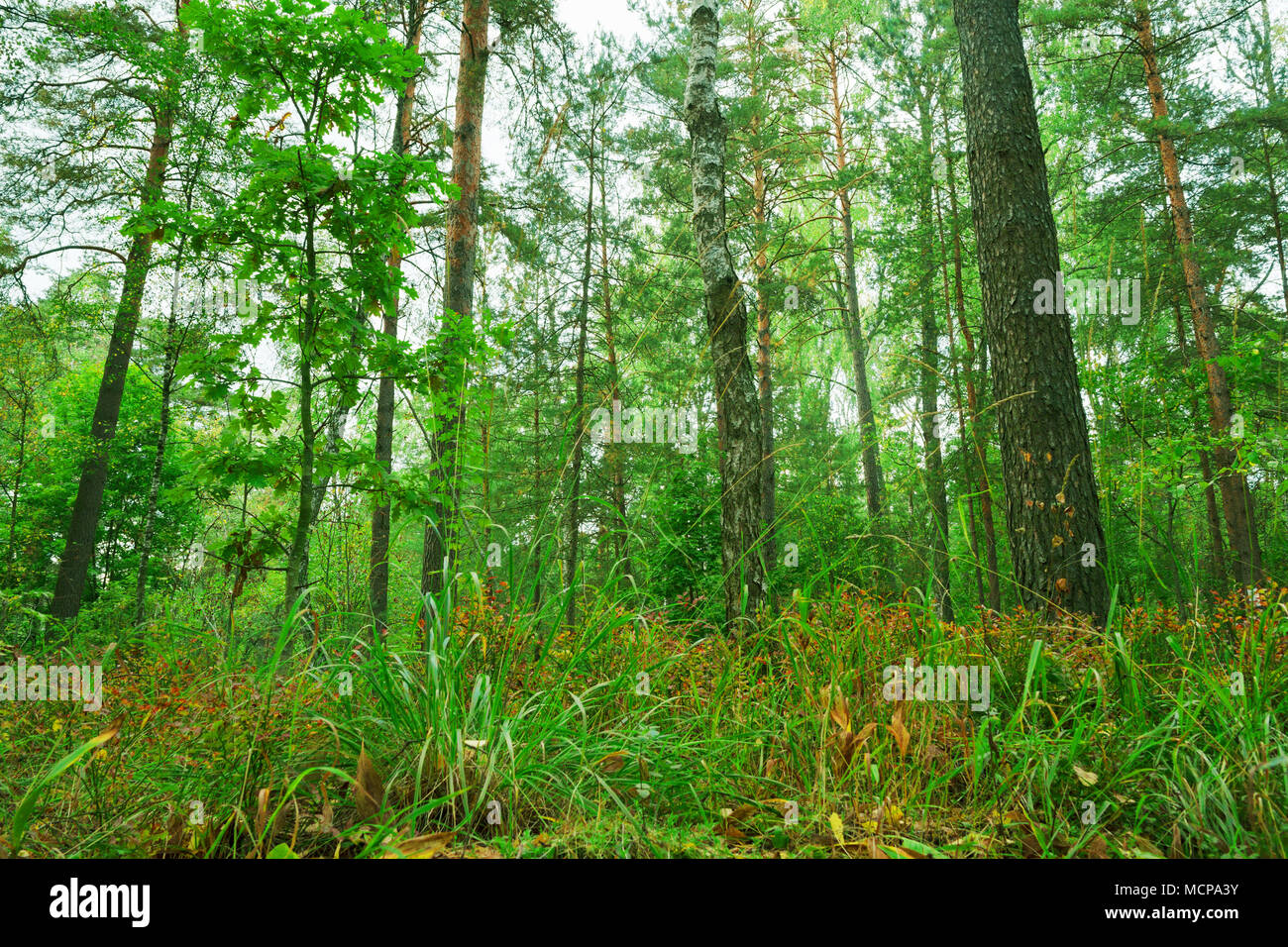 Morning woods hi-res stock photography and images - Alamy