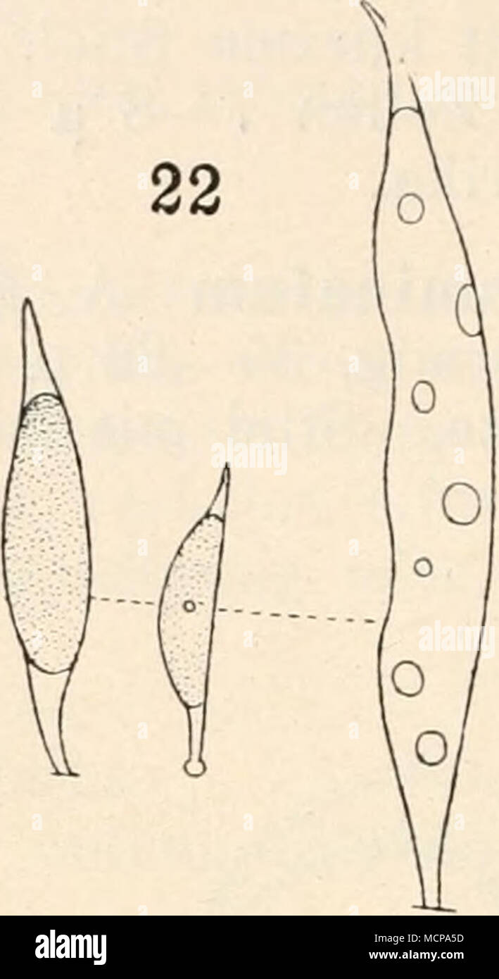 Characium High Resolution Stock Photography and Images - Alamy