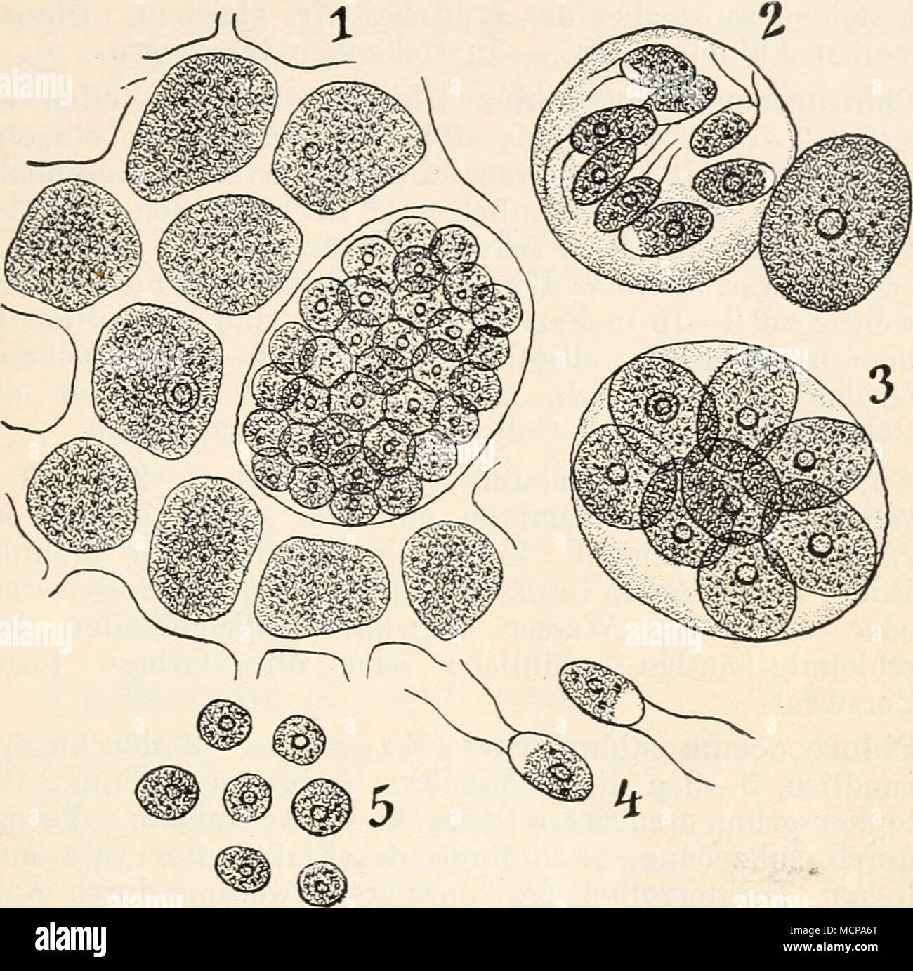 Chlorococcum hi-res stock photography and images - Alamy