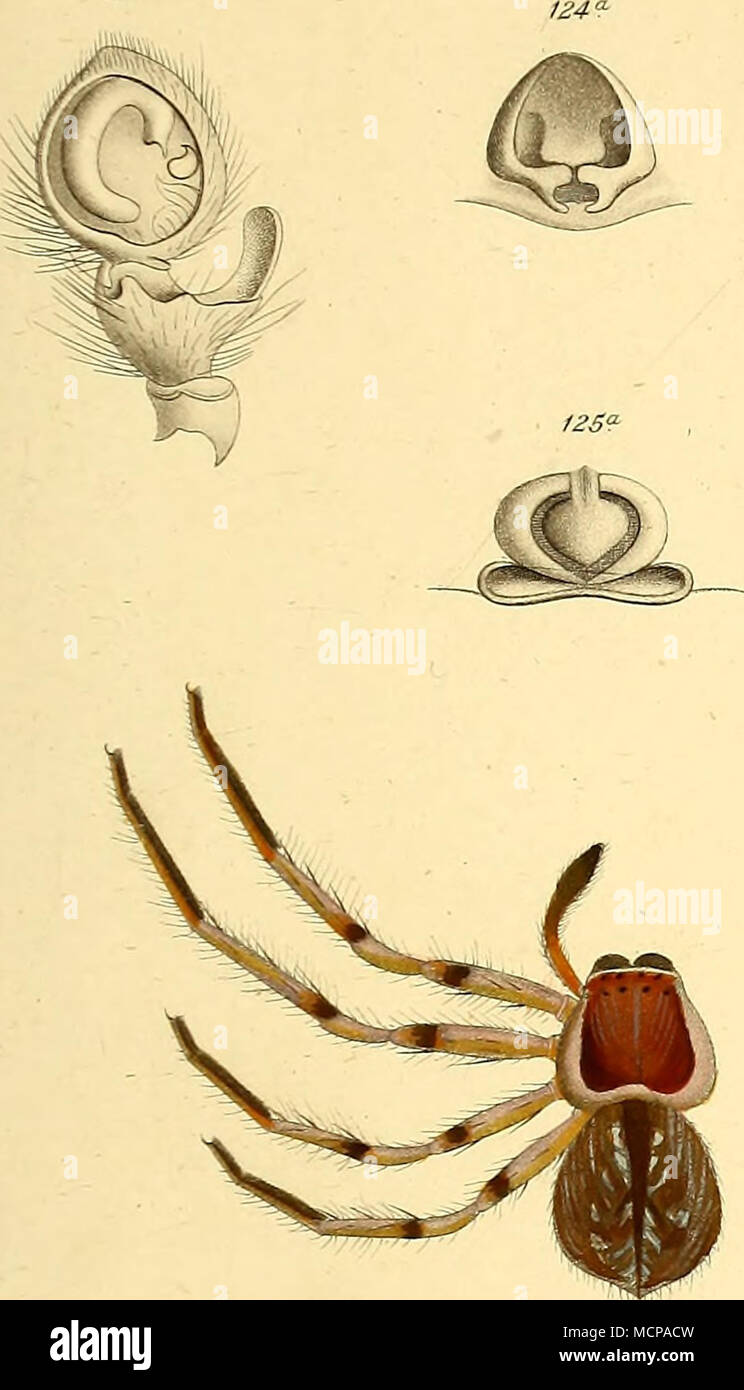 Spider physiology hi-res stock photography and images - Alamy